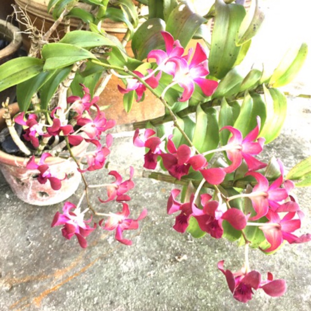 Baja Pokok Bunga Pasu 🌹🌻🌸 Subur Banyakkan Bunga DLL ( COMPLETE ...