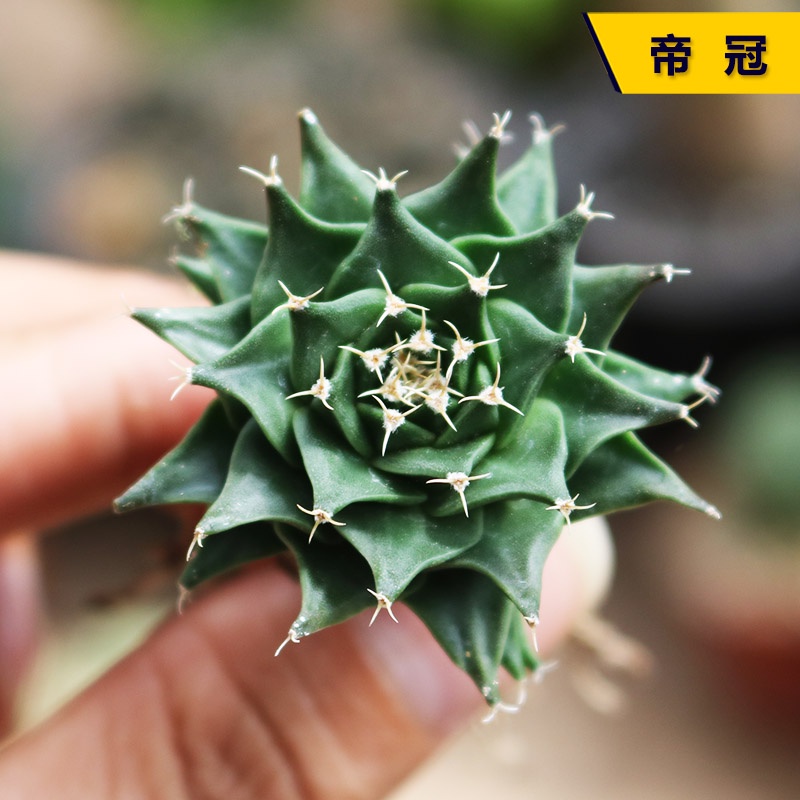 🌻【Easy to bloom】Natural Cactus，Cactus Real Life Crown Cactus Small ...