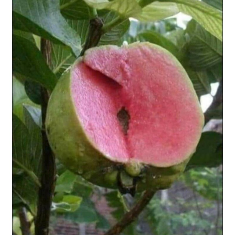 ANAK POKOK PINK GUAVA (WATERMELON GUAVA) - BUAH BESAR | Shopee Malaysia