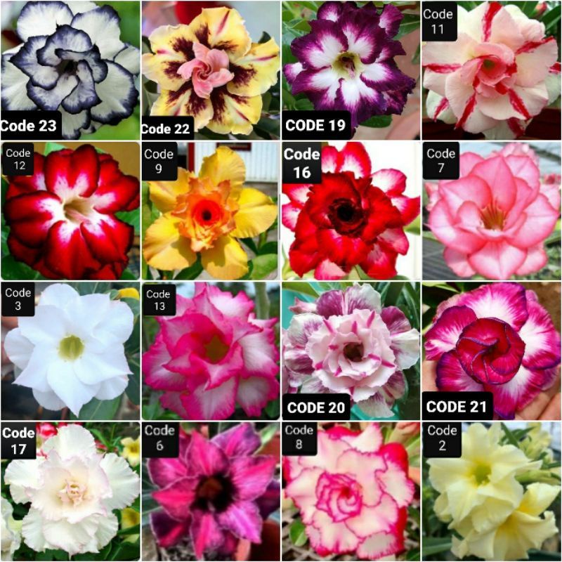 💥HOT ITEM💥Benih tahan panas Adenium Obesum, bunga gurun, biji bunga ...