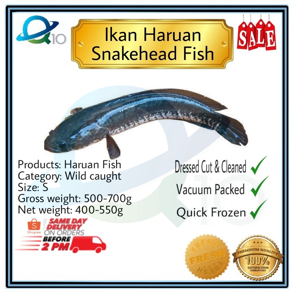 Ikan Haruan/Fish Snake Head/生鱼 | Shopee Malaysia