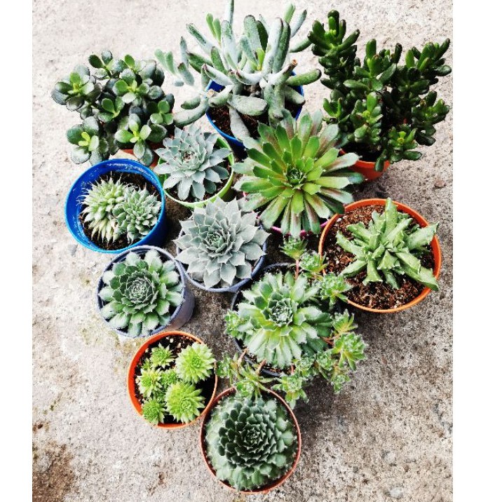 Succulent - Medium size Succulent /C actus (Buy 6 FREE 2 ) | Shopee ...