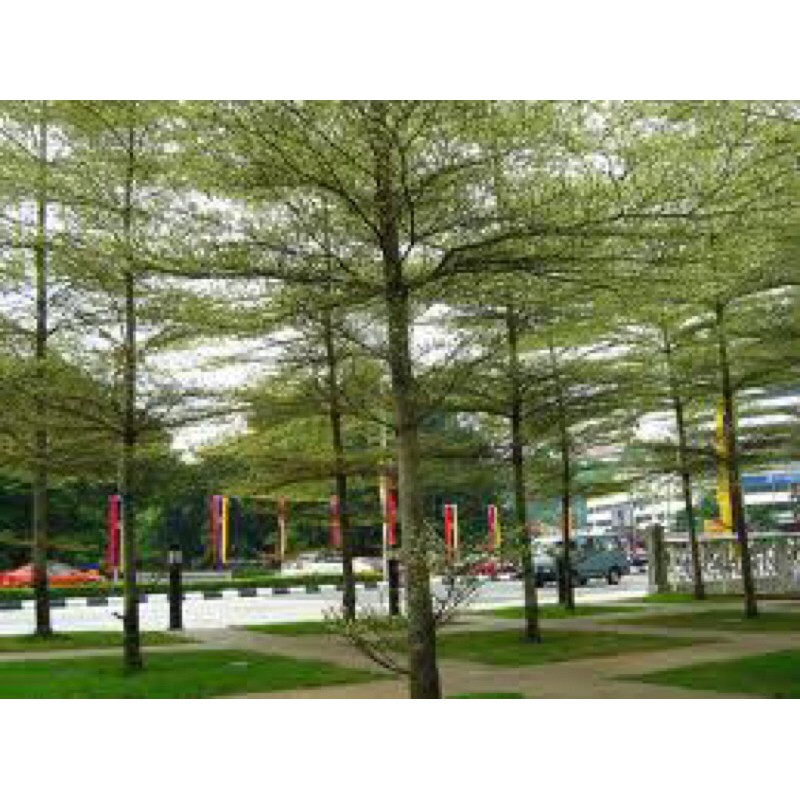 Anak Pokok Bucida hijau Pokok Tadah Doa Pokok Teduhan Pokok Landscape ...
