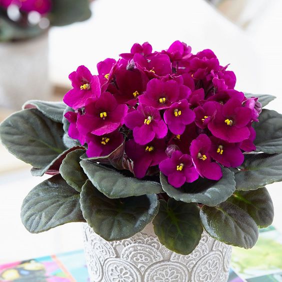 Saintpaulia Lonantha African Violets real live indoor houseplant 非洲紫罗兰 ...
