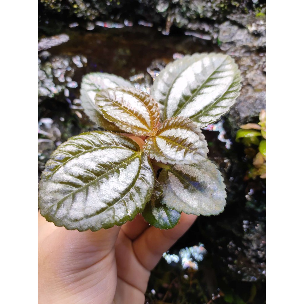 Pilea Involucrata ,Terrarium Plant | Shopee Malaysia