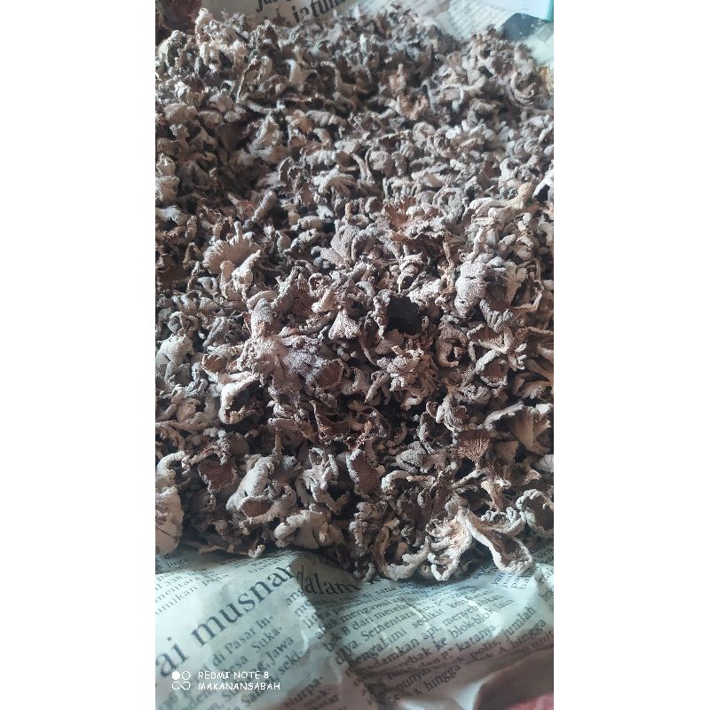 kulat sisir kodop sabah | Shopee Malaysia