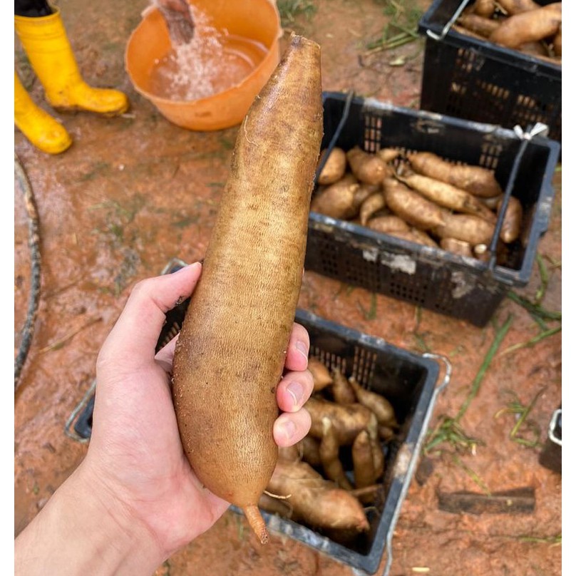 100% Cameron Yacon 金马仑雪莲果 (Sell in Kg) | Shopee Malaysia