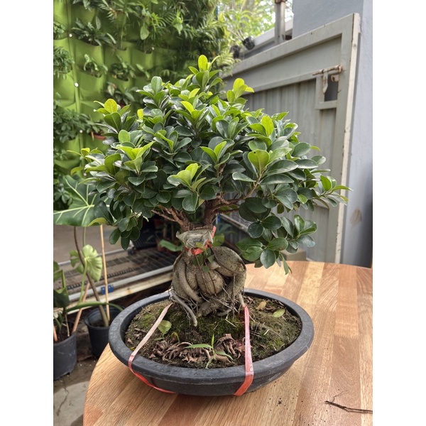 GPS Green Plant Society Bonsai Big Ficus Ginseng | Shopee Malaysia