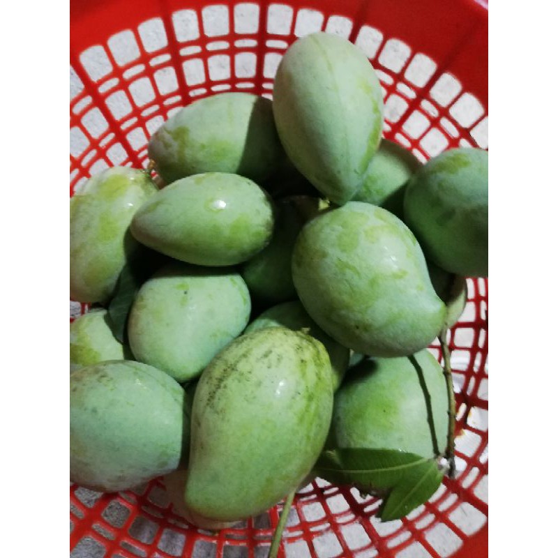BUAH MANGGA 1 KG MEMPELAM PELAM PAUH KAMPUNG HARUM MANIS PELAM TELUR ...