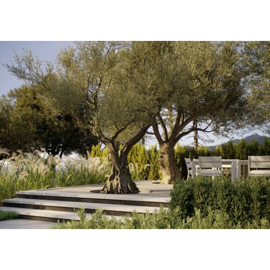 [Model] Maxtree - Plant Models Vol.23 olive tree | Shopee Malaysia