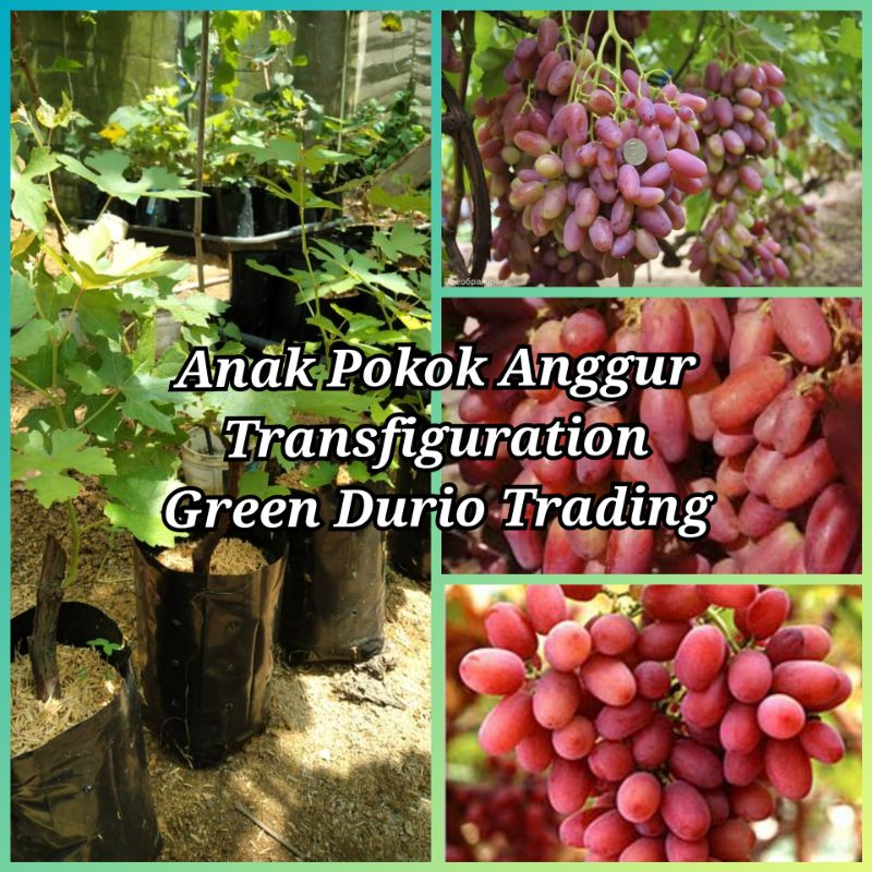 GDT- Anak Pokok Anggur Transfiguration - Premium Variety Live Plant ...