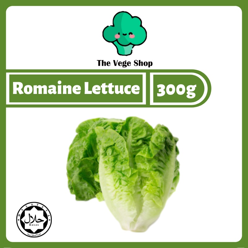 Romaine Lettuce 香胆 油麦胆 Yau Mak Tam 300g Daily Fresh Pick Vegetables ...