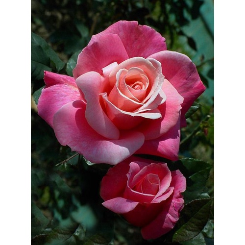 Mini Rose real live indoor houseplant 迷你玫瑰 anak pokok bunga mini ros ...