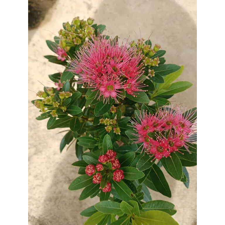 Pokok Bunga Jambu Hiasan/Xanthostemon Chrysanthus/Red Penda Dwarf ...
