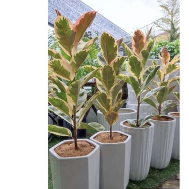 【RM25 ONLY 10%cashback】Big Size Ficus Tineke Elastica Yellow Rubber ...