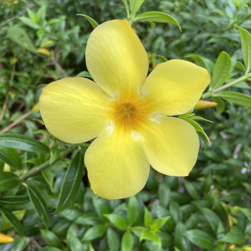 Anak Pokok Bunga Loceng Kuning l Pokok Alamanda l Pokok Hidup l Live ...