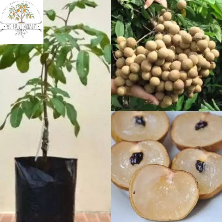 Longan lada hitam / anak pokok mata kucing lada hitam | Shopee Malaysia