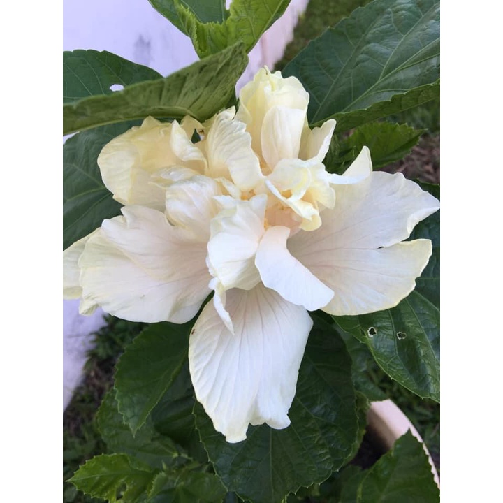Anak Pokok Bunga Raya King Kalakaua Hibiscus | Shopee Malaysia