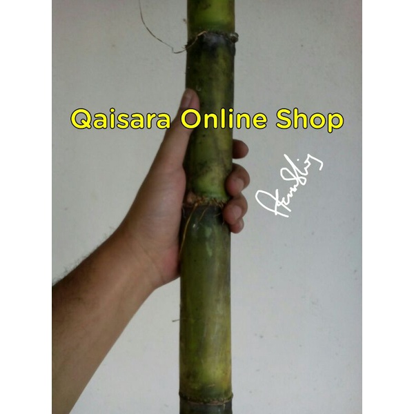 TEBU BULUH/TEBU GAJAH | Shopee Malaysia