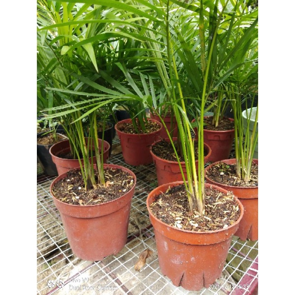 Java palm/ pinang jawa hiasan/ murah. | Shopee Malaysia