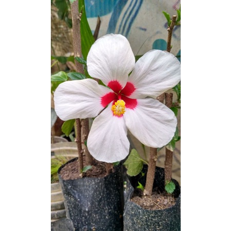 pokok bunga raya putih pokok hidup | Shopee Malaysia