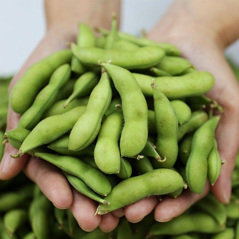 10 Biji Benih - Japanese Edamame seeds日本毛豆种子 | Shopee Malaysia