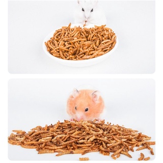 Hamster Worm Mealy Dried Bread Worms 100Gram Small Pet Sugar Glider ...