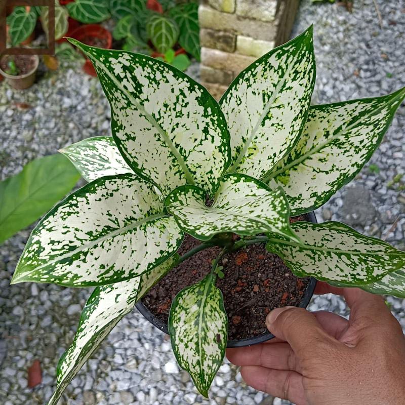 Indoor Plant - Aglaonema White Princess | Shopee Malaysia