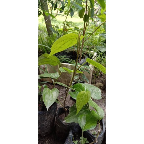 pokok sireh/sirih anak pokok | Shopee Malaysia