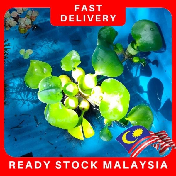 [ SALE ! ] (1SET 3 POKOK )POKOK AIR MINI KELADI BUNTING bagus untuk ...