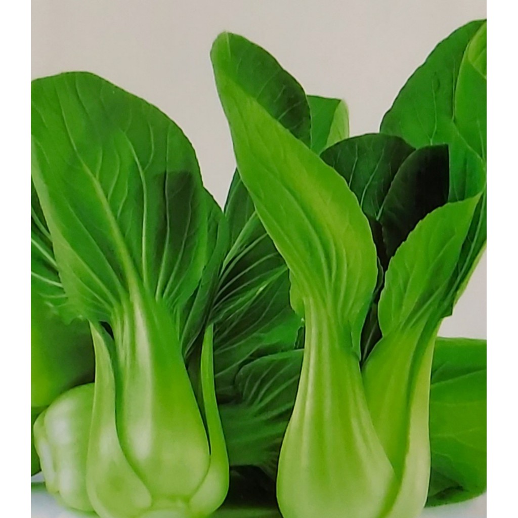 Pak Choy Green 🥬🥬🥬 Sayur Putih Seed 🥬🥬🥬 小白菜种子( 3gm ) | Shopee Malaysia