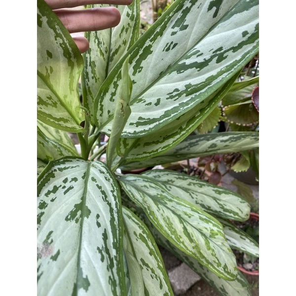 Aglaonema Silver Queen / Chinese Evergreen / Aglo Snow Queen / Indoor ...