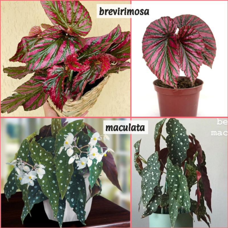 restock Pokok Begonia Brevirimosa Maculata Asam Batu real plant ...