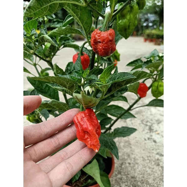 [Paling Horticulture Sdn Bhd] Pokok Chili Jambu 灯笼椒 | Chili Jambu Plant ...