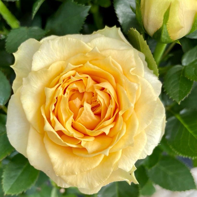 Anak Pokok Bunga Ros💖Pokok Ros💖Cameron Rose Pot 💖Denmark Branded💖Rose ...