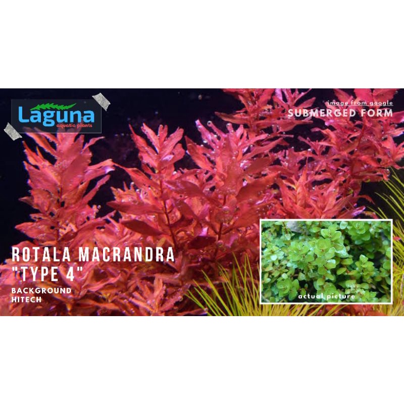 Rotala Macrandra "Type 4" aquatic plants (10 pcs) | Shopee Malaysia