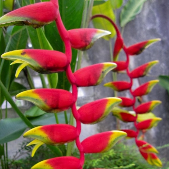 🌱 Anak pokok Heliconia rostrata/sepit ketam /sepit udang [Real Plant ...