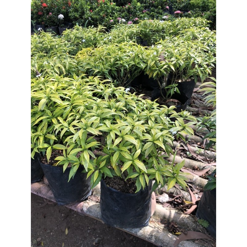 Mawar Siam ( Jeliti ) | Shopee Malaysia