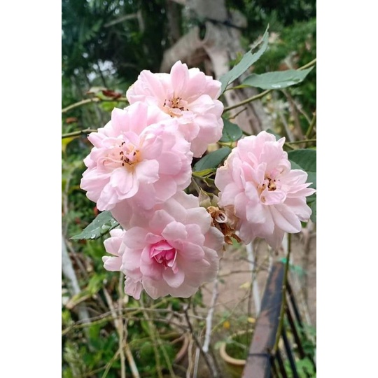 KERATAN BUNGA ROSE KAMPUNG PINK WANGI • 3 KERATAN BATANG• | Shopee Malaysia