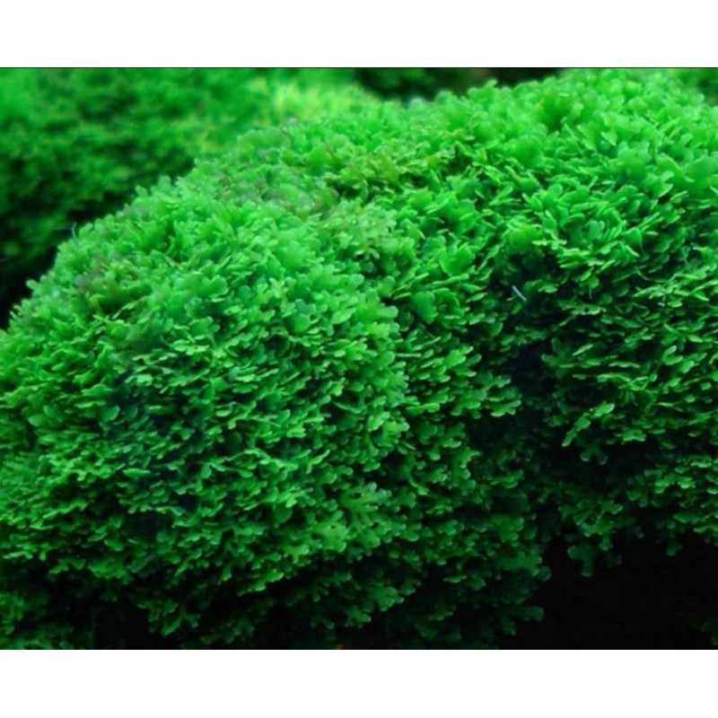 Mini Coral Moss ( Mini Pelia moss) | Shopee Malaysia