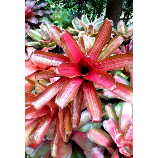 Bromeliad Mini Neoregelia Zoe | Shopee Malaysia