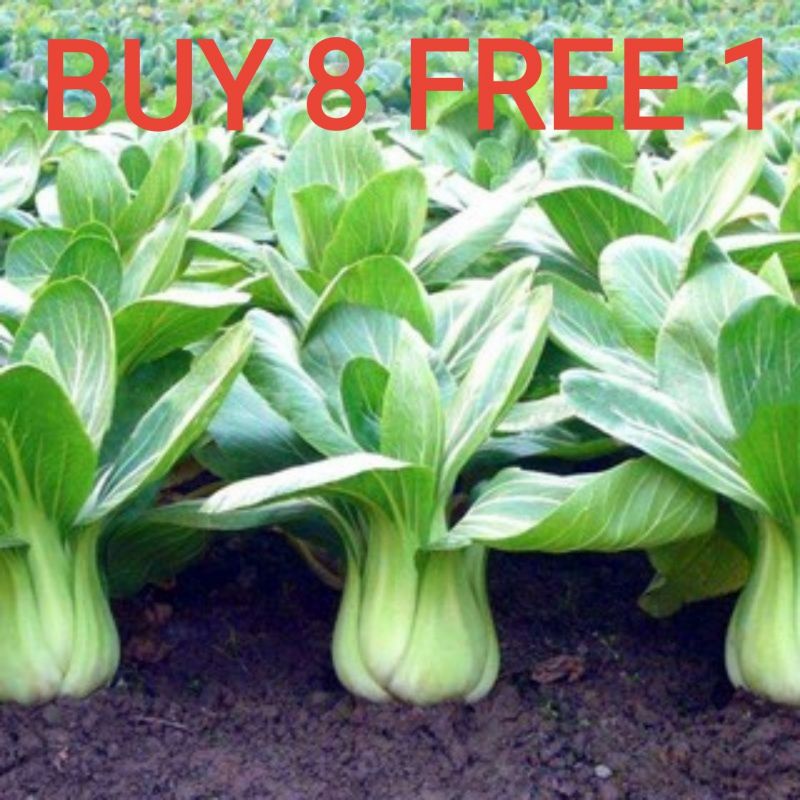 1000pcs Biji Benih Pak Choy Taiwan | Siew Pak Choy Seeds.. | Shopee ...