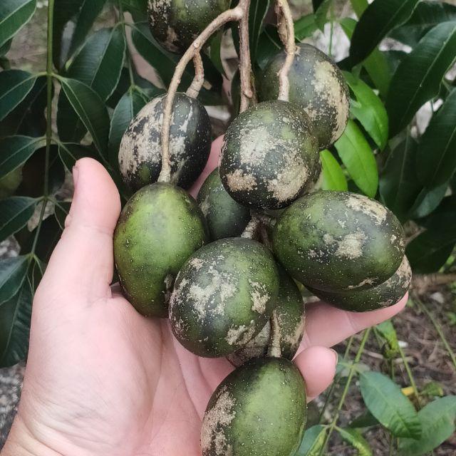 BUAH KEDONGDONG SEGAR/ BALONGLONG | Shopee Malaysia