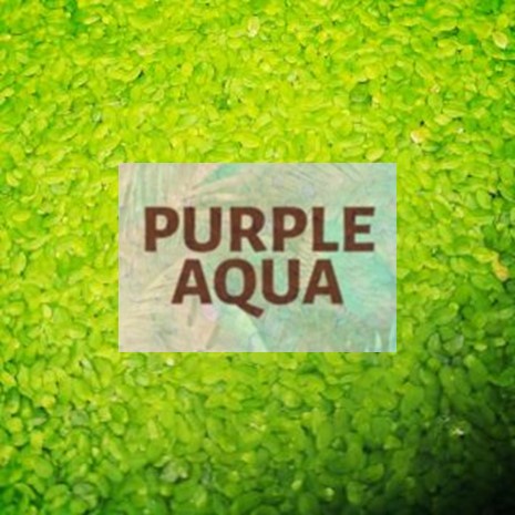 Duckweed duckweeds Azolla Organic Feeds Water Lettuce Red Roots Water ...