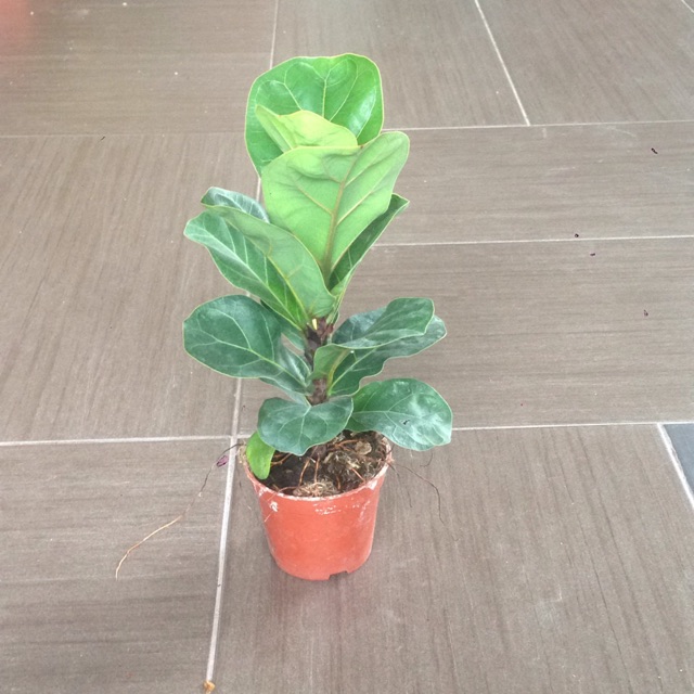 Pokok Ficus iryata / dekorasi tanaman/ pokok hidup | Shopee Malaysia