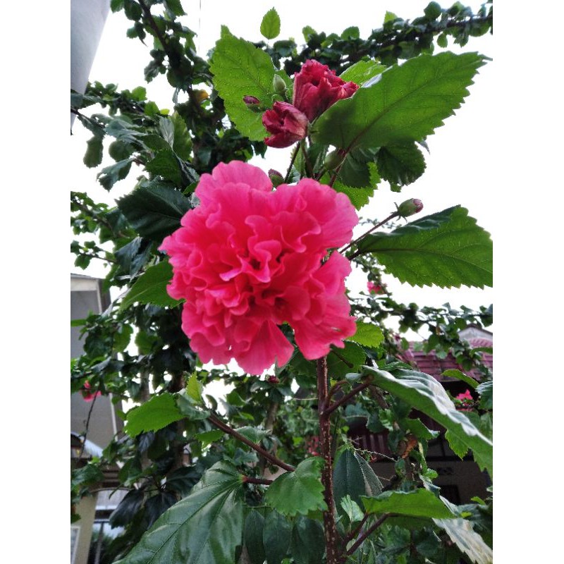 Bunga raya ros merah | Shopee Malaysia