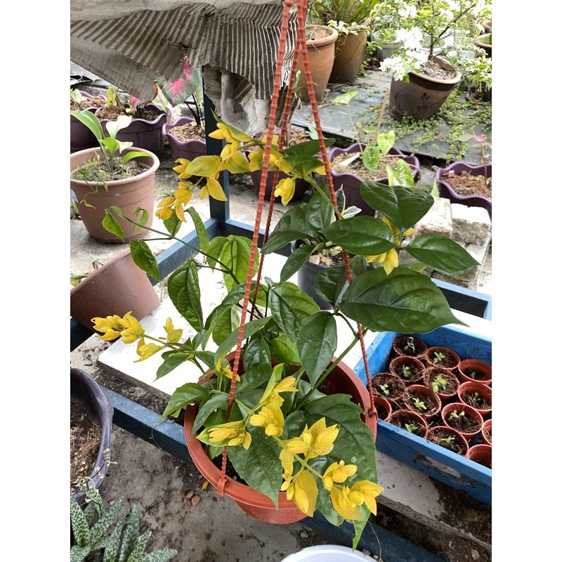 nong nooch vine pokok bunga berjuntai(live plants) | Shopee Malaysia