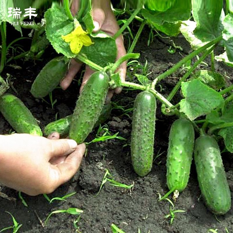 10 Biji Benih- Timun Mini Renek 无架小黄瓜种子 | Shopee Malaysia