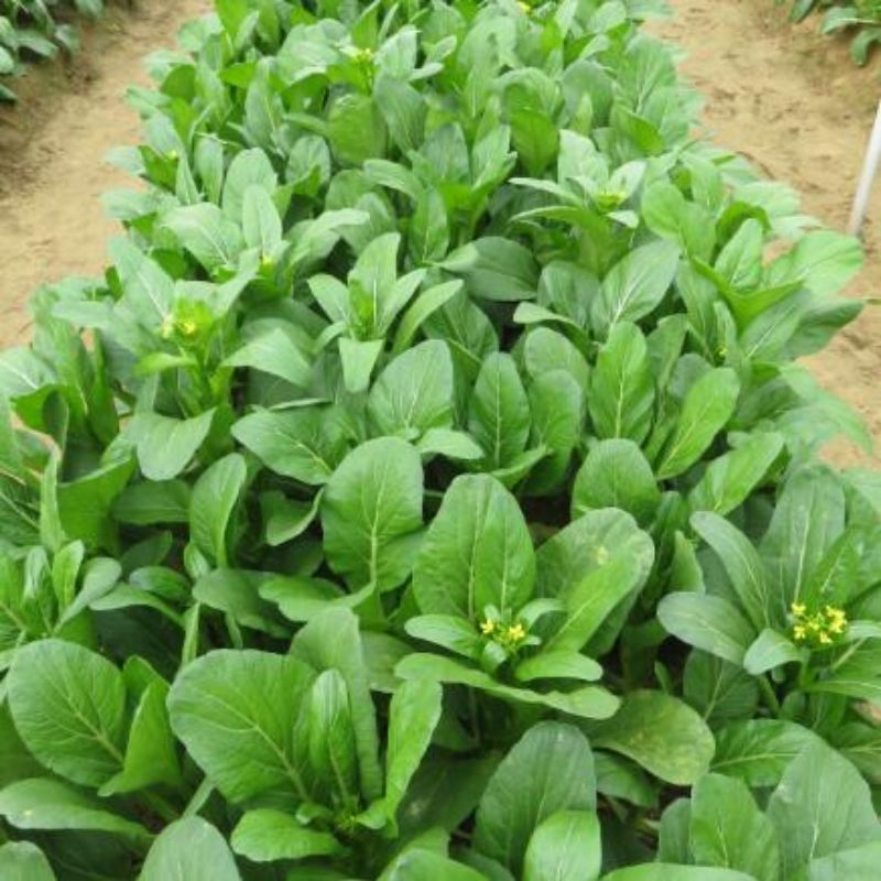 【300pcs Seeds】8 Packs Benih Sawi Bunga / Choy Sum / 菜心花Garden Vegetable ...