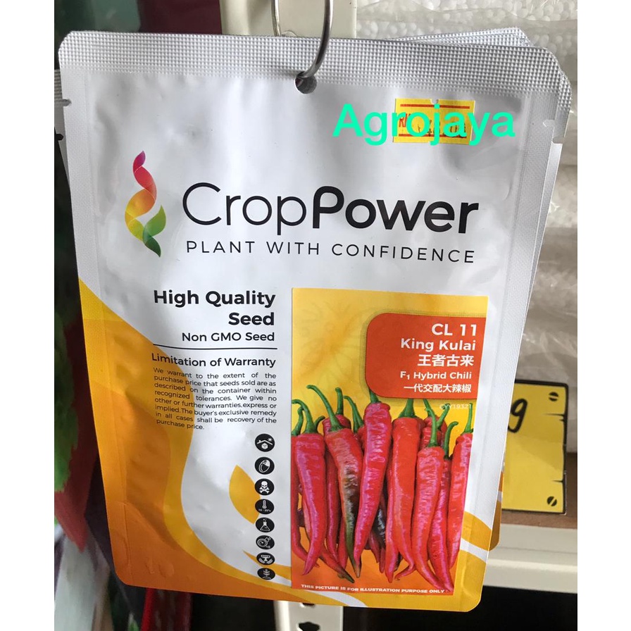 Benih Crop Power King Kulai CL11 Cili F1 hybrid 10gm 王者古来 辣椒米 | Shopee ...